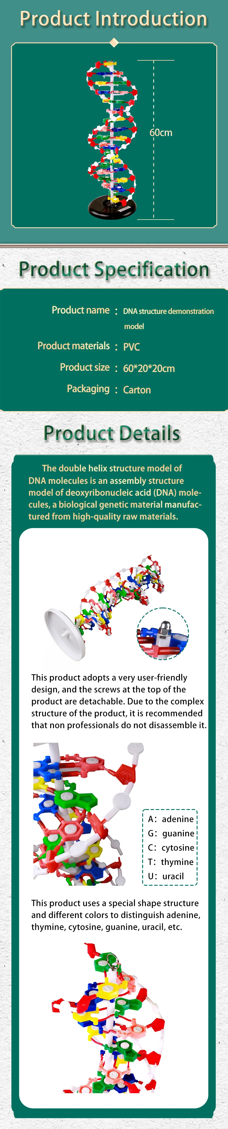 DNA Model - Double Helix Medical Demonstration Tool