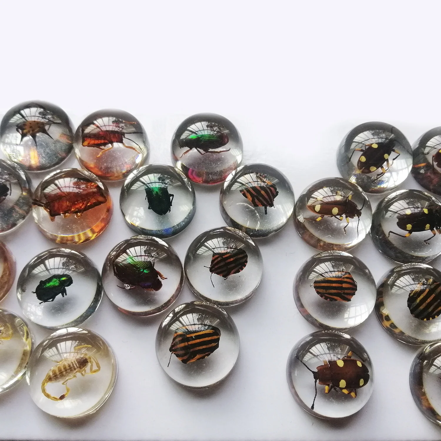 Small Insect Specimen in Resin - True Biological Art