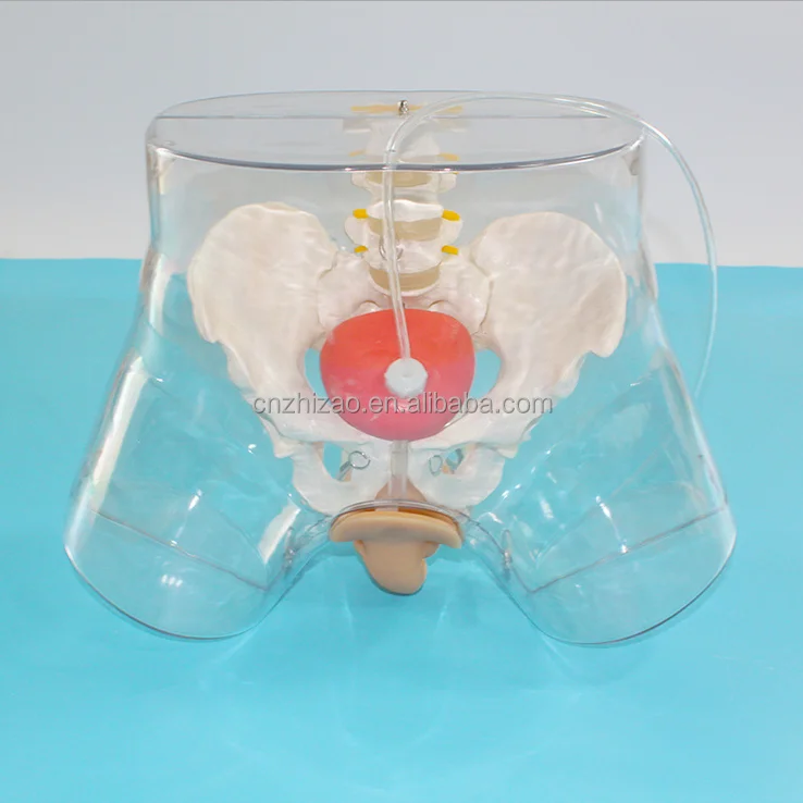 Transparent Male Urethral Catheterization Model for Training