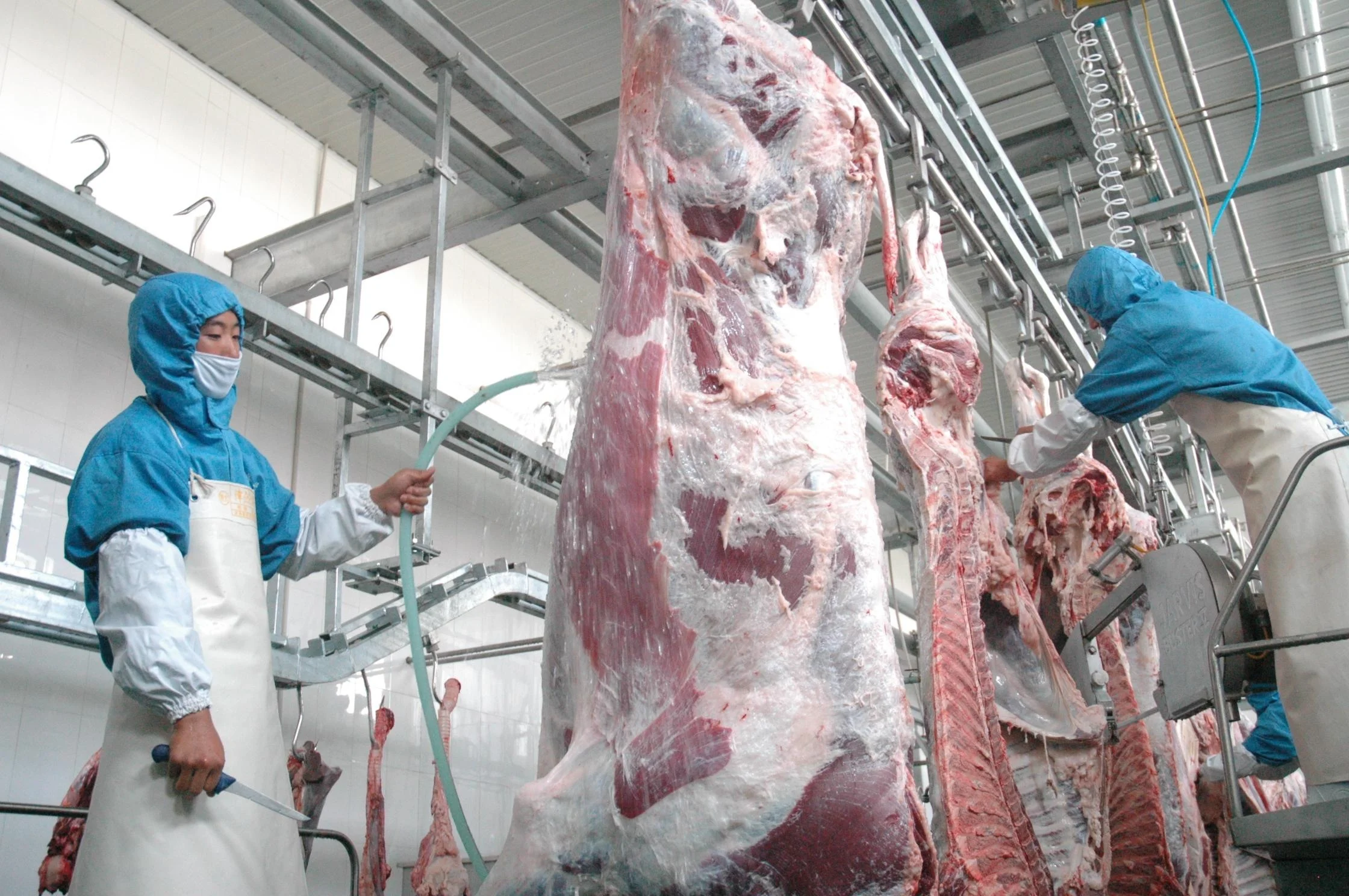 Halal Cattle Abattoir Dressing Line Plant Butcher Machinery Beef ...