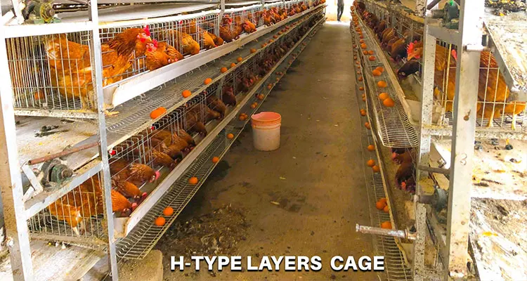 10000 Birds Laying Hens Chicken Cages - Manual Manure Removal