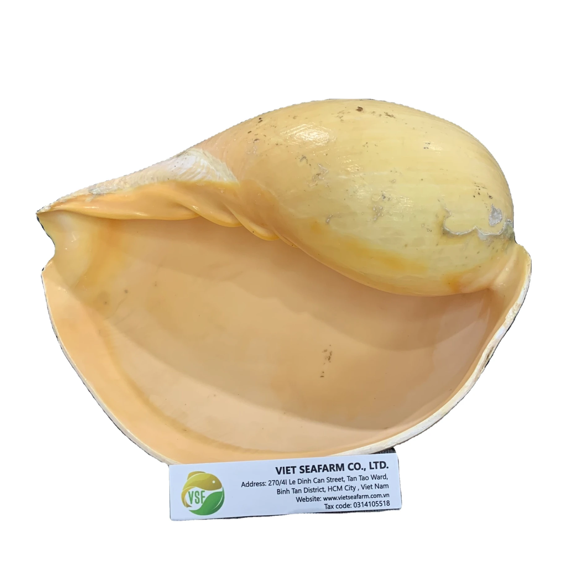 [2022] Hot Hot! Indian Volute Shell/bailer Shell High Quality ...