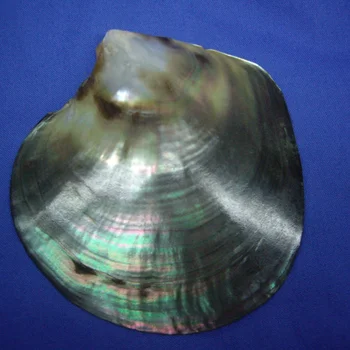 Polished Black Mop Mother Of Pearl Shell Raw Shells - Buy Polished Mop ...