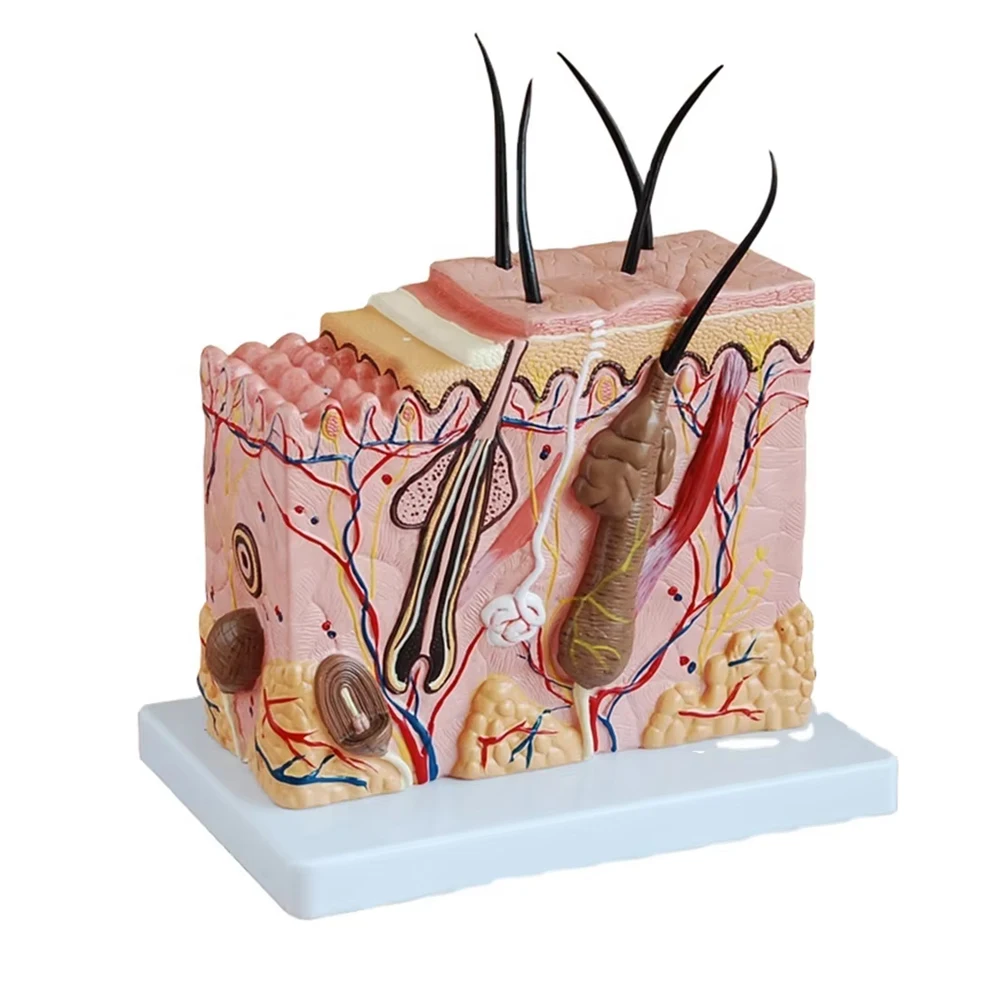 Skin Layer Block Tissue Structure Anatomy Hair Follicle 35X