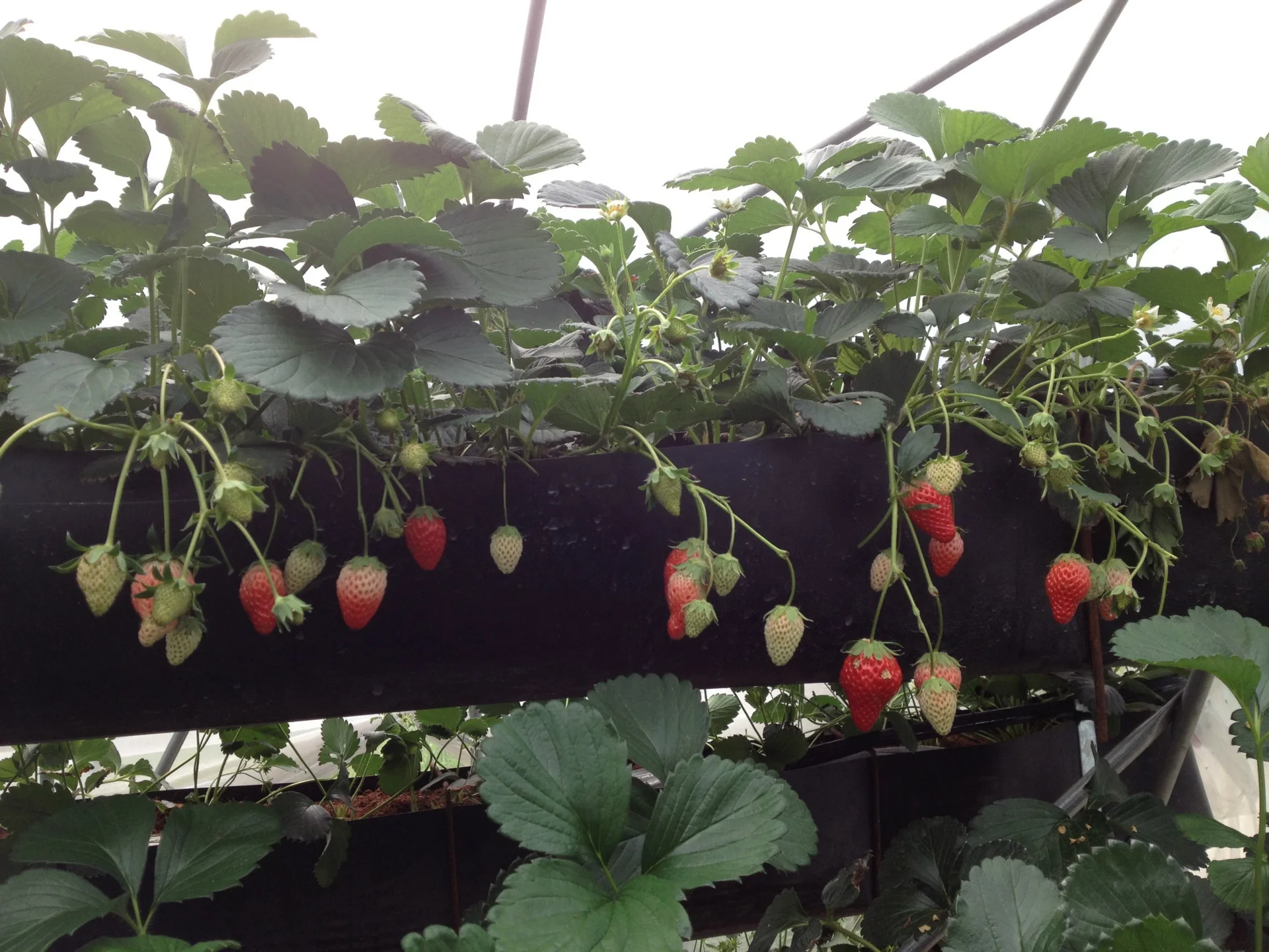 Unti-uv Soilless Growing Troughs - Hydroponic Solutions