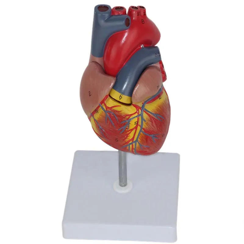 High Quality Life-Size Human Heart Anatomy Model for Medical Science ...