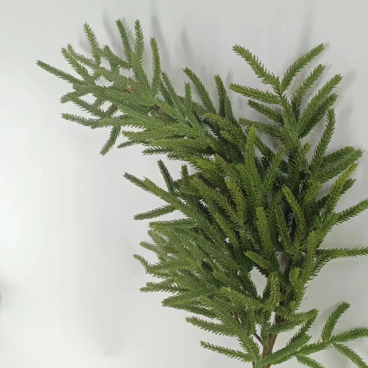 Wholesale Norfolk Pine Stems - Customizable Decor Solutions