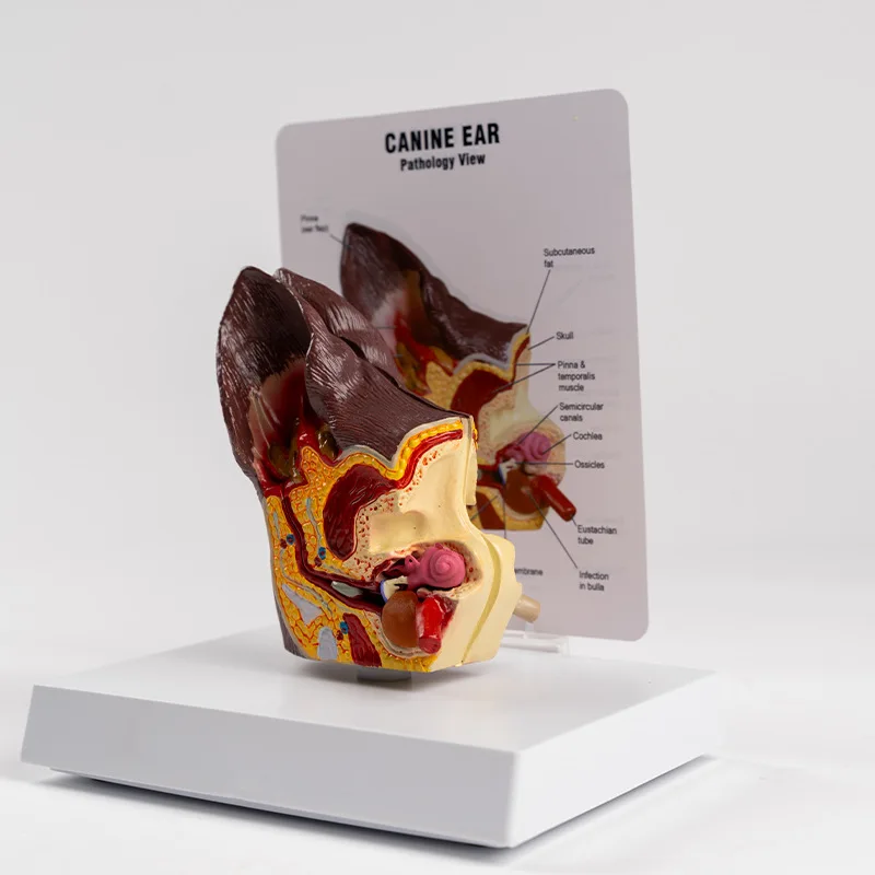 Animal Pathological Anatomy Dog Ear Anatomy Model Pet Hospital Teaching ...