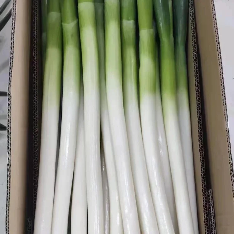 2p 3p 4p Chinese Spring Onion Fresh Vegetables Cheap Price Green Leek ...