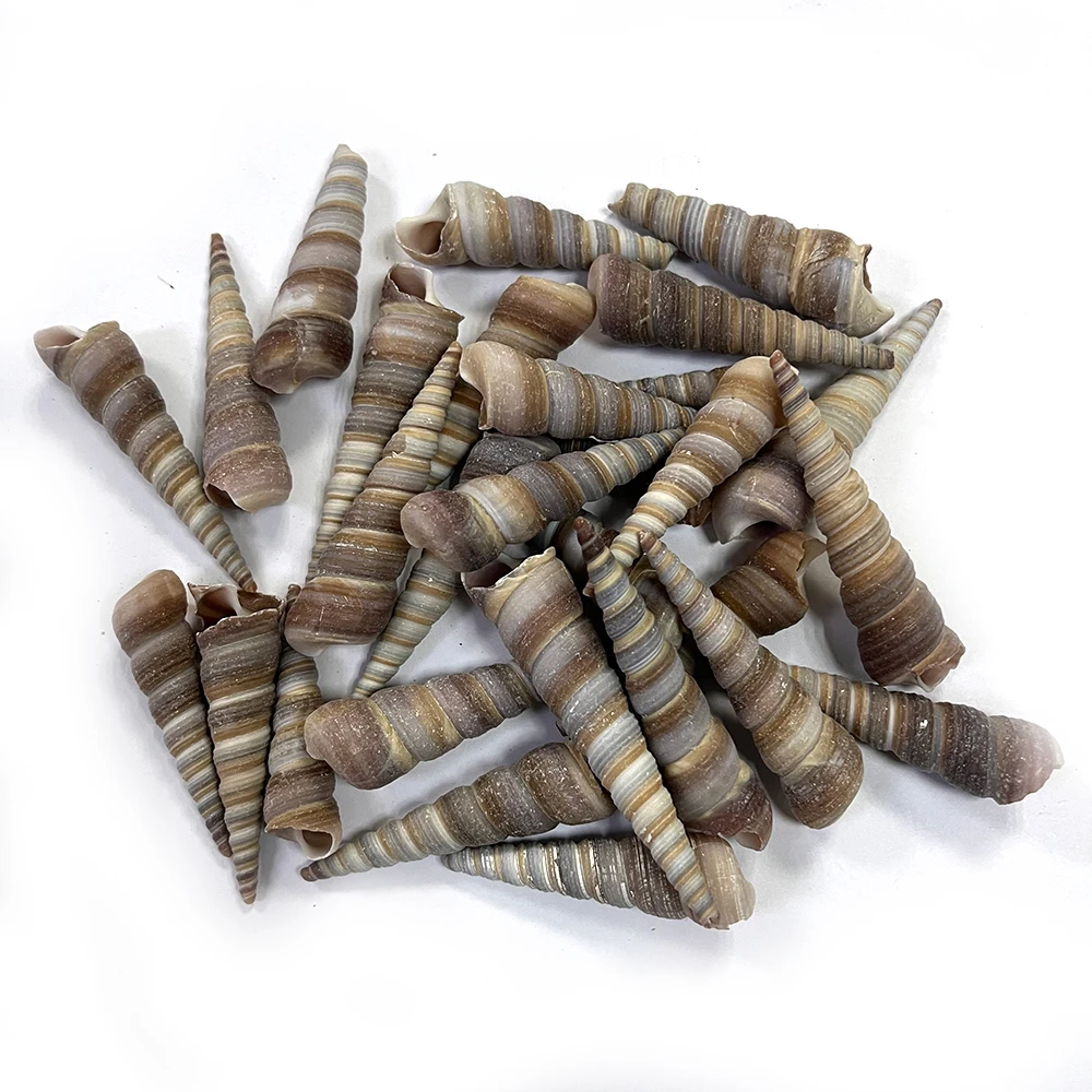 Black Conch Shells Sea Spiral Shells Conch Seashell For Decoration ...