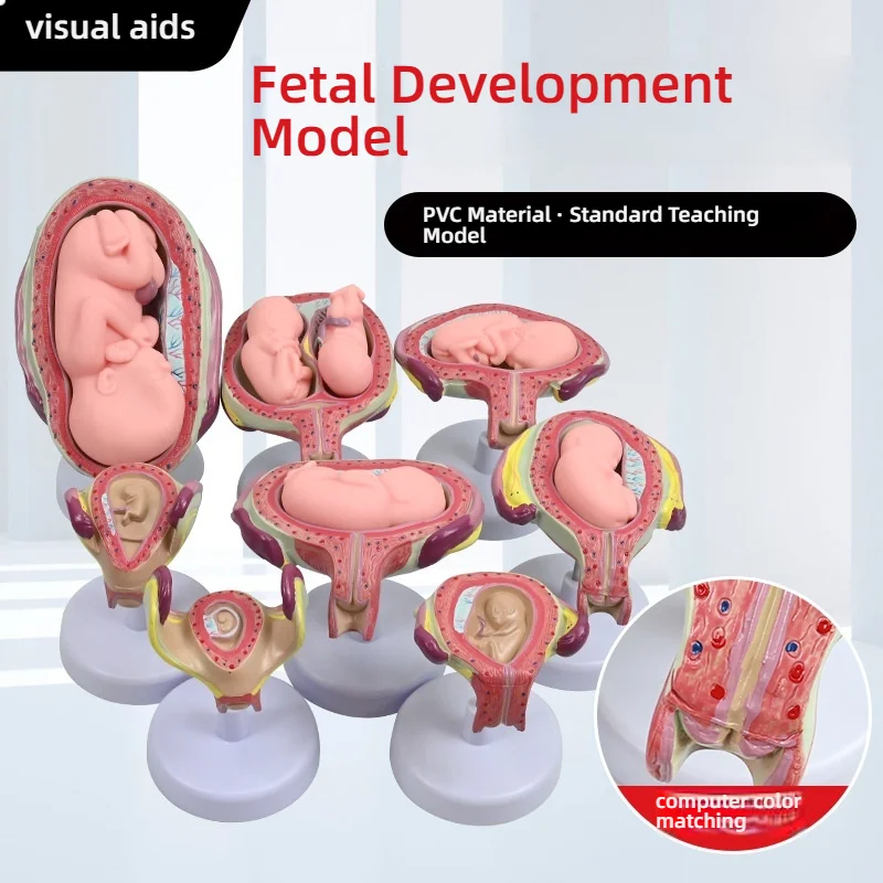 Medical Education Model PVC Human Embryo and Fetus Development for ...