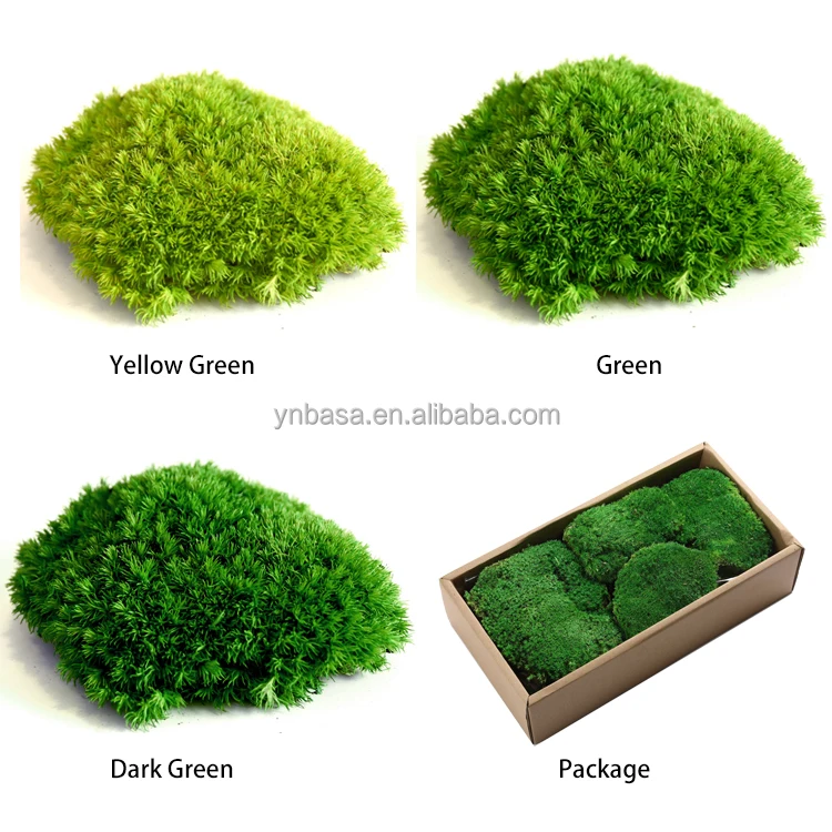 Different Types of Spanish Moss - Preserved Natural Beauty