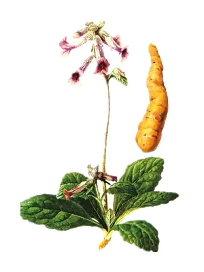 Wholesale Rehmannia Glutinosa Extract Radix Rehmanniae Extract Powder ...