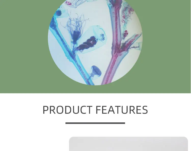 Obelia Colony Microscope Slides Structure Clear Microbiology ...