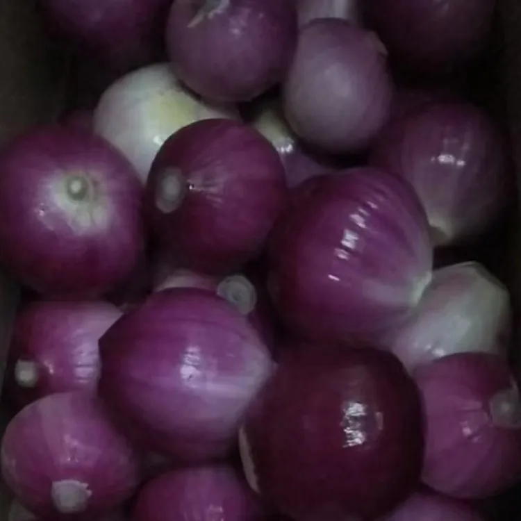 Fresh Red Onions from China - 10 KG Carton Export to Europe