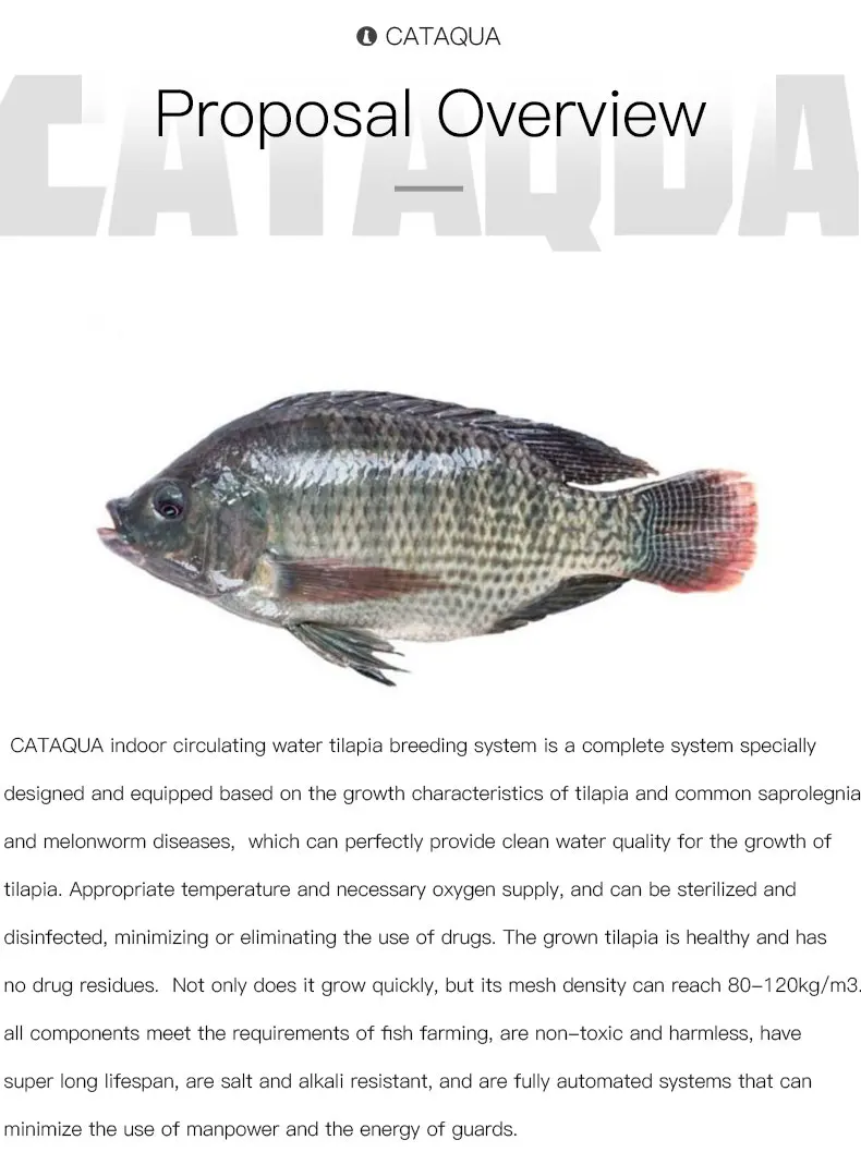 Professional Recirculating Aquaculture System Indoor Tilapia Fish ...