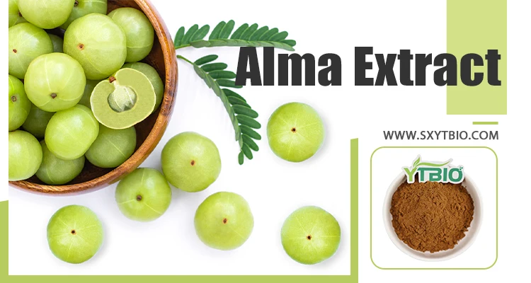Amla Extract Indian Gooseberry Phyllanthus Emblica Extract Amla Fruit ...