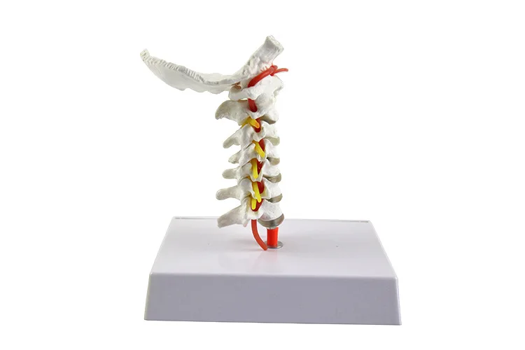 Medical Science Human Cervical Spine Model with Vertebral Column and ...
