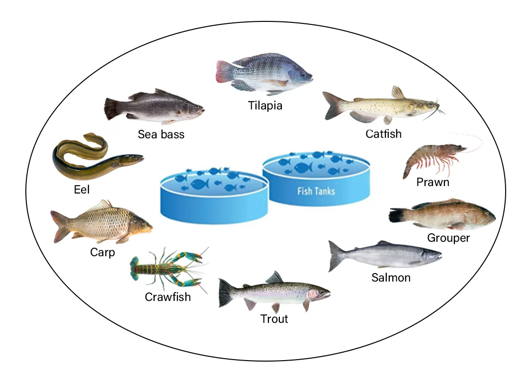 Customize RAS Fish Farming Equipment System for High Survival Rate