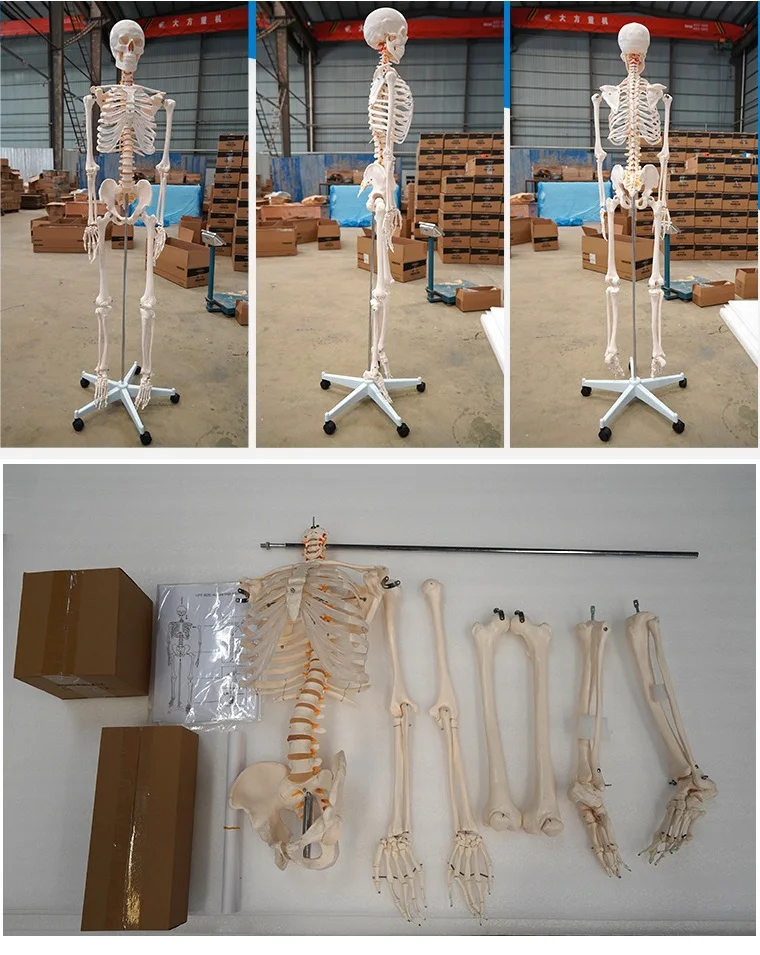 178CM Human Skeleton Simulation Model with Colored Muscle Origin and ...