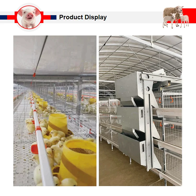 Broiler Cage System Chicken Chickens Pens And Galvanized Welded Wire Mesh Cage Poultry Farm ...