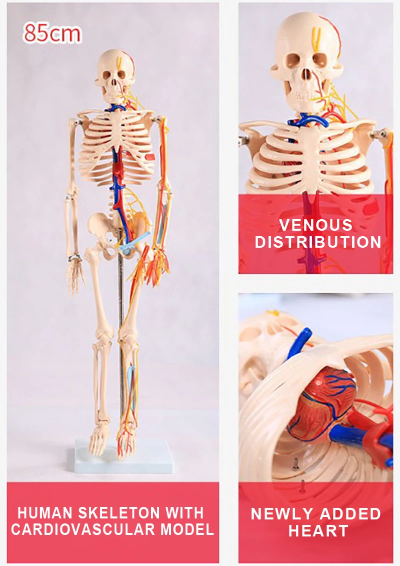 Unbreakable 180cm Life-Size PVC Adult Plastic Human Skeleton Model for ...