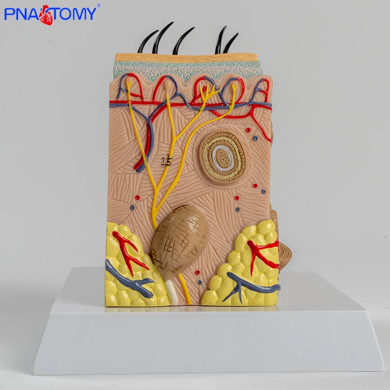 Human Heart Model Anatomical Skin Model, Anatomical Model, Skin ...