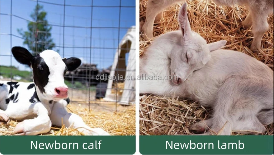 Livestock Reinforced Calf Cages - Durable & Customizable