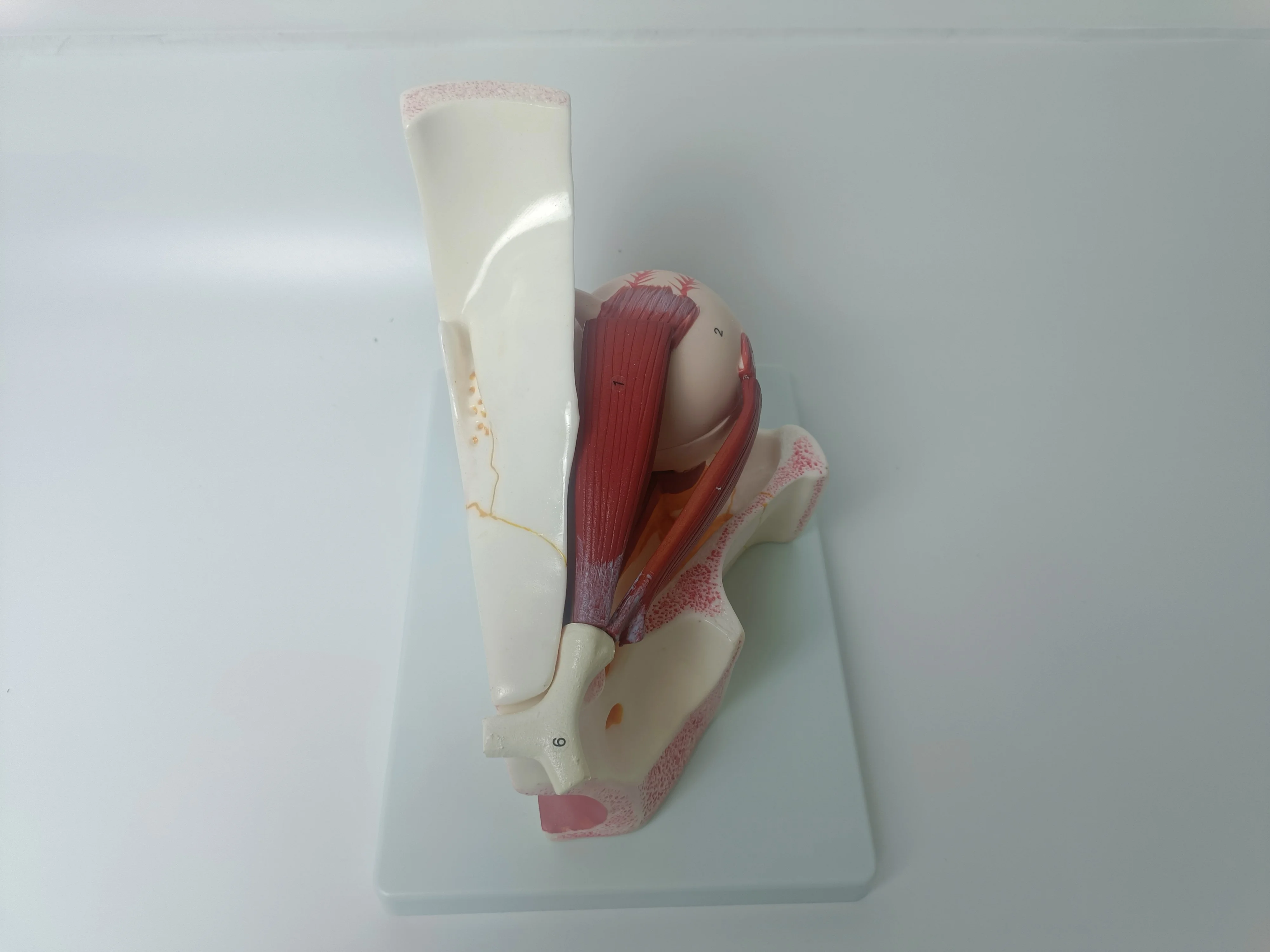 Medical Science Anatomy Human Educational Teaching Eye With Orbit Model ...