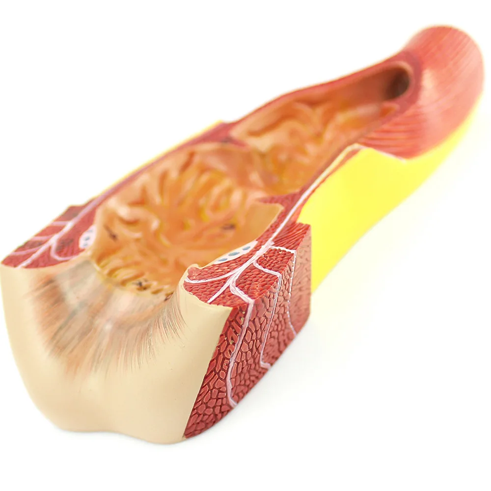 Human Anatomical Digestive System Model Intestinal Anatomy Biology ...
