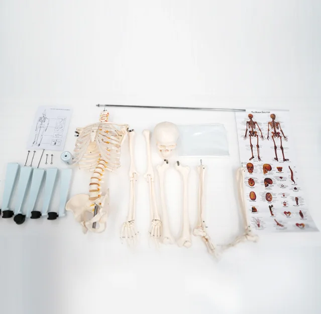 Medical Educational Human Life Size Skeleton Model 178cmTall Biological ...