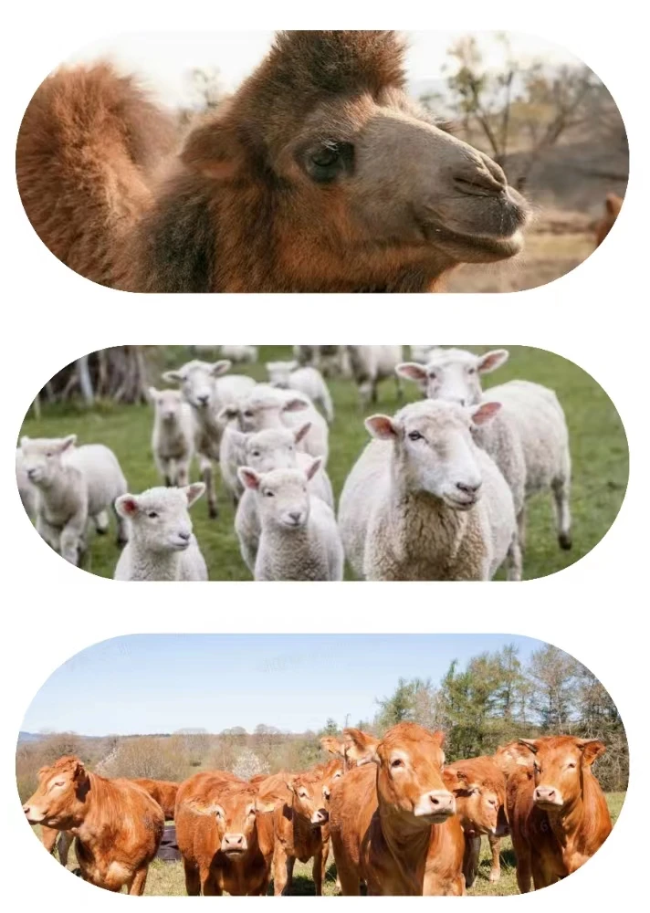 Animals Feed Pellet Machine Pelletizer Machine For Different Animal ...