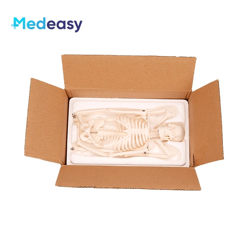 85cm Human Anatomical Skeleton Model,Plastic Skeleton Anatomy Model ...