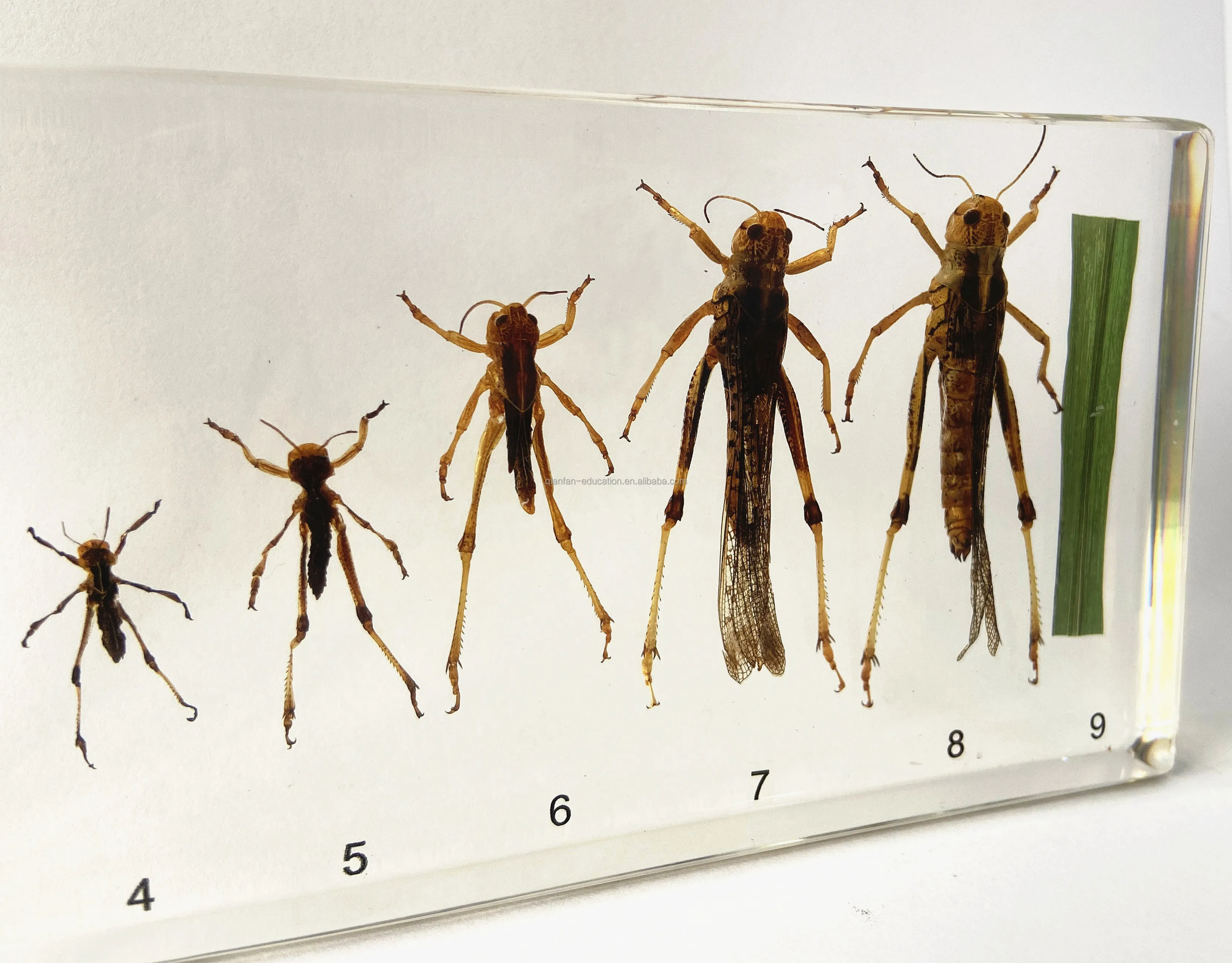 Real Bug Life Cycle Of Grasshopper Teaching Acrylic Block Insect ...
