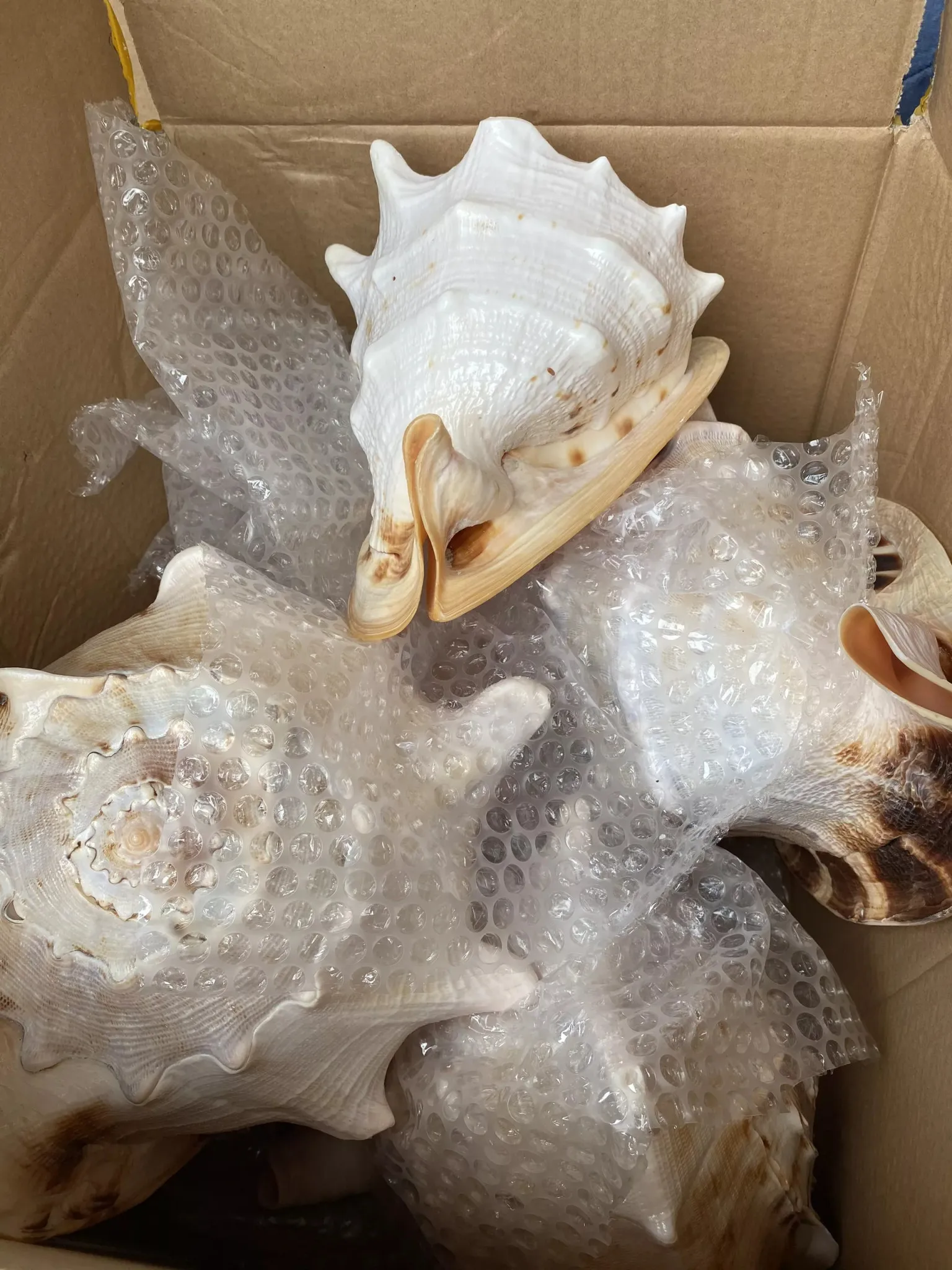 Scallop Shell Material From Vietnam For Crafts,Decorations Natural Raw ...