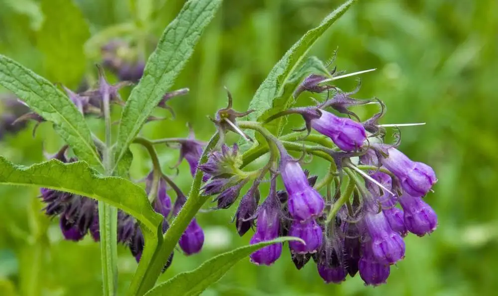Shikonin 98% Lithospermum Extract - Purple Powder for Healthcare
