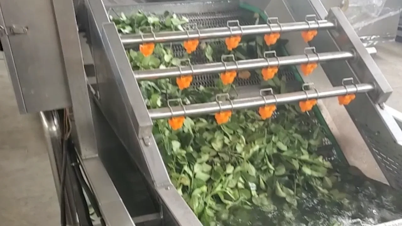 Commercial Rotary Drum Washer Potato Tomato Wash Equipment A Fruit And ...