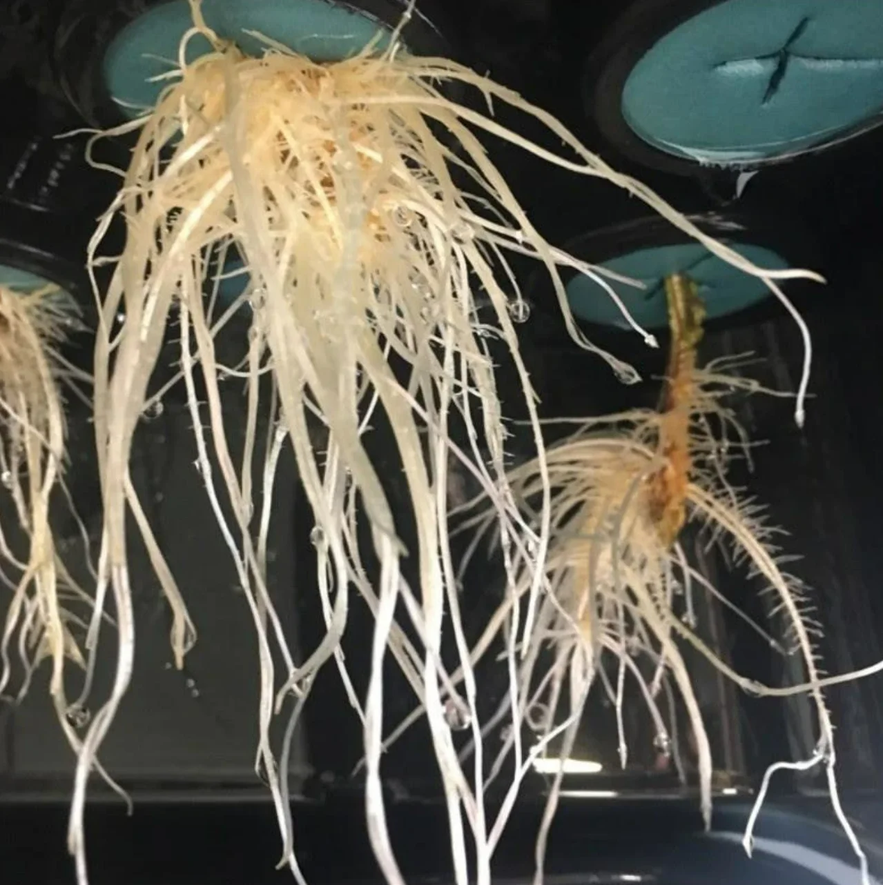 Clone Collar Hydroponic Cloning Systems - Multi Color Pucks