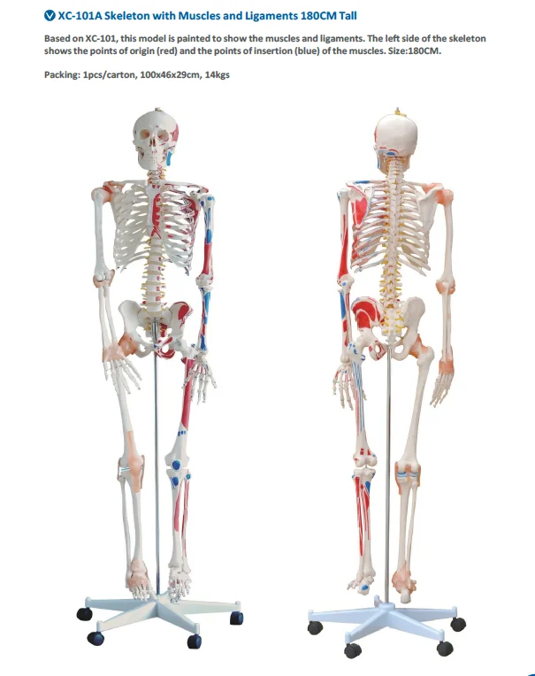 Medical Teaching 180cm 85cm Simulator Anatomy Pvc Plastic Movable Full ...