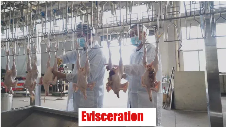 High Efficiency Chicken Slaughter Machine - XINBAIYUN