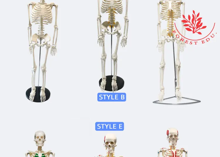85cm Human Skeleton Model - Educational & Removable Legs