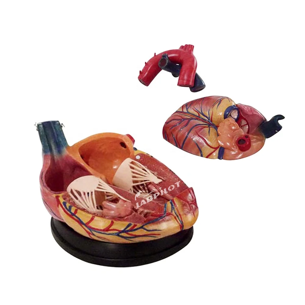 Medical Anatomy Heart Model - Educational 3D Demonstration