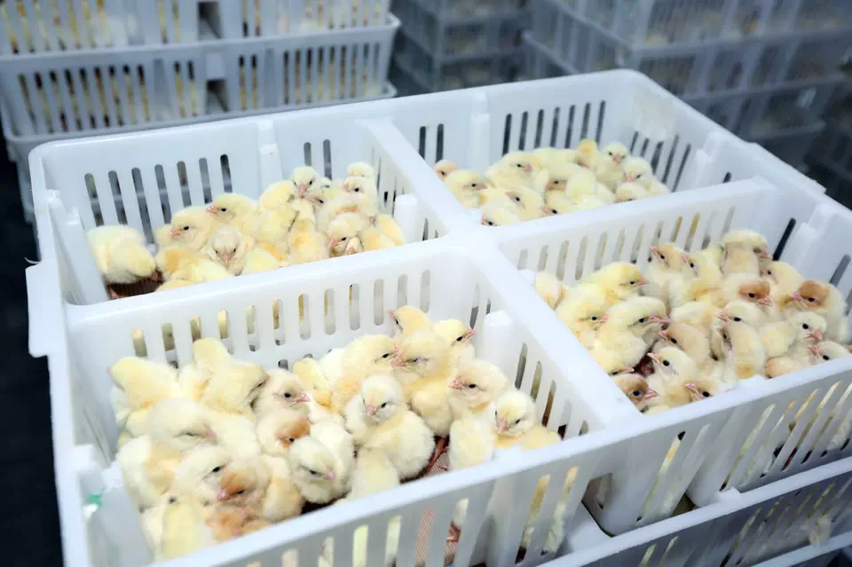 Chicks Transport Basket - Durable & Customizable Solutions