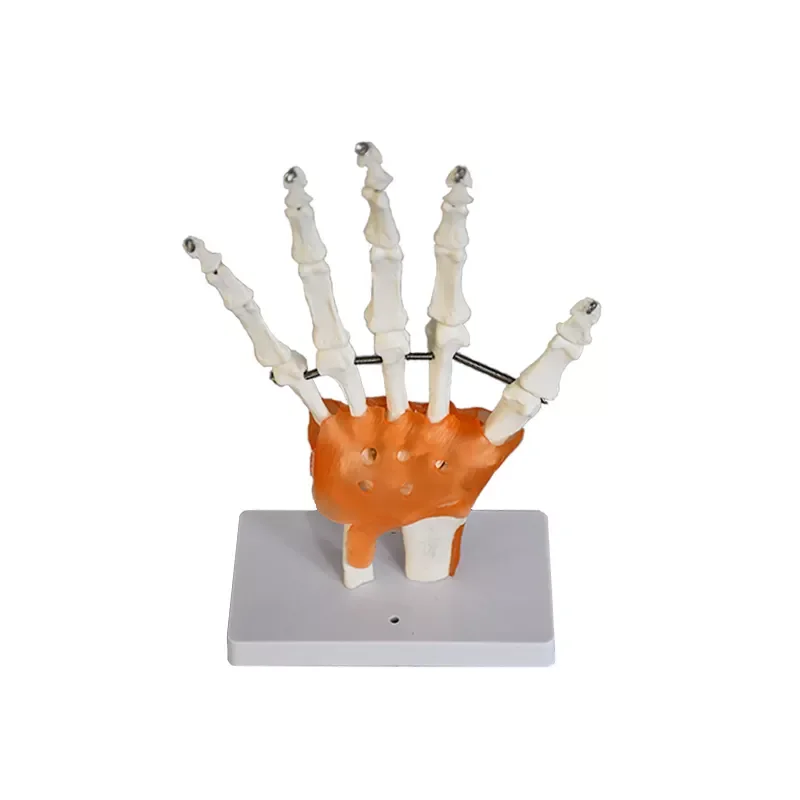 Anatomical Model Commonly Used In Medical Teaching Human Hand Joints ...