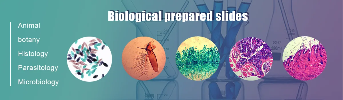 Histology Slide Set - Prepared Microscope Slides for Teaching