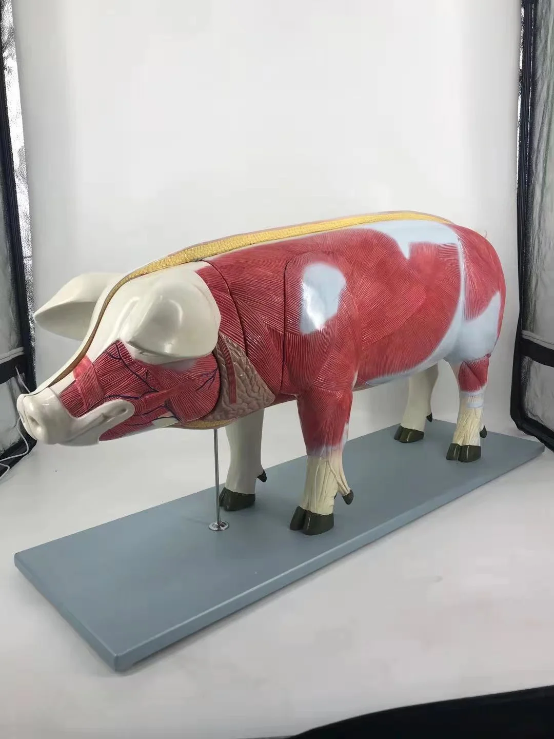 Detachable Animal Anatomy Piganatomical Model With Organs For ...