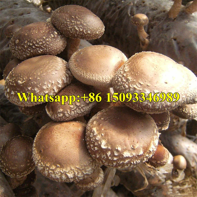 High Capacity Mushroom Inoculating Machine - JOCONN