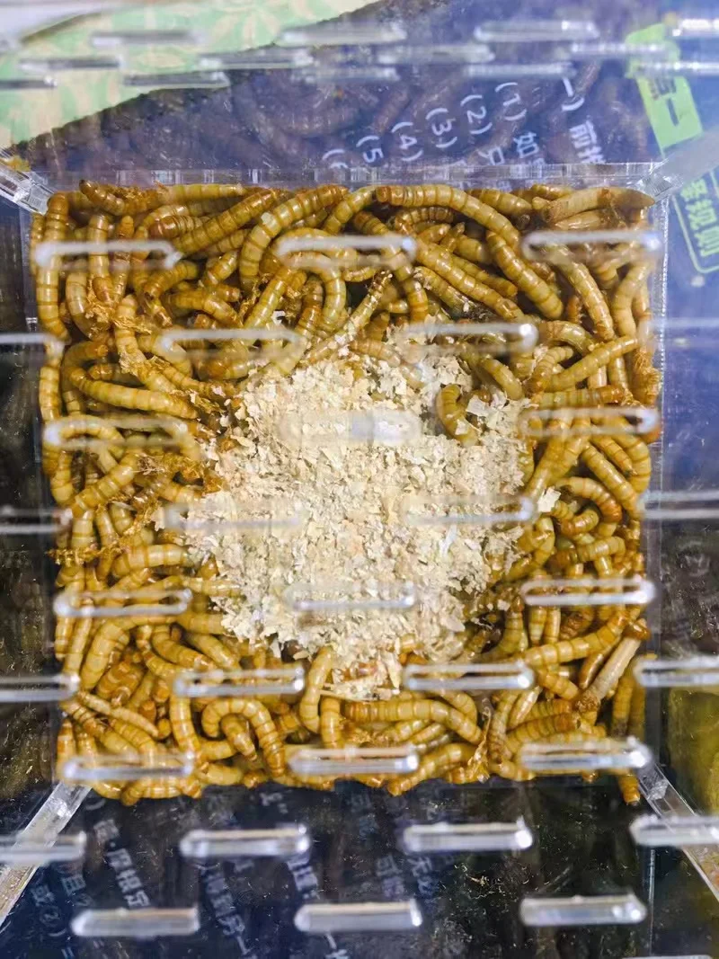 Transparent Acrylic Display Solid Pattern Insect Box Live Worm Plastic ...