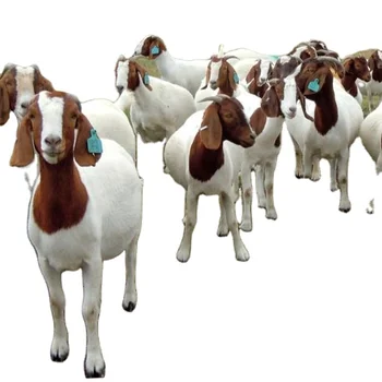 100% Pure Alive Healthy Full Blood Boer Goat For Sale At Low Price - Buy Pashmina Goat,Sale Goat ...