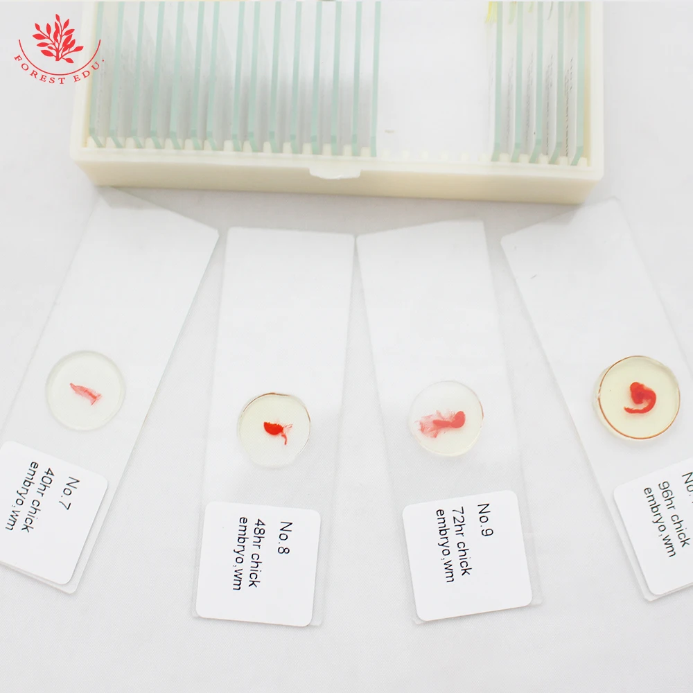 Biological Slides Microscope Chick Embryo Prepared Slides Teaching and ...